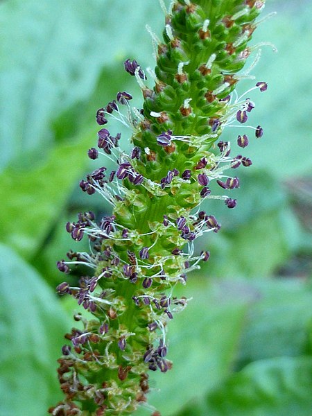 Broad Leaved Plantain (Plantago major) Identification