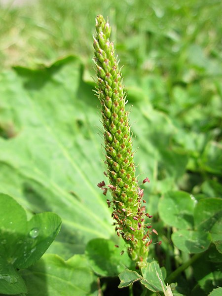 Broad Leaved Plantain (Plantago major) Identification