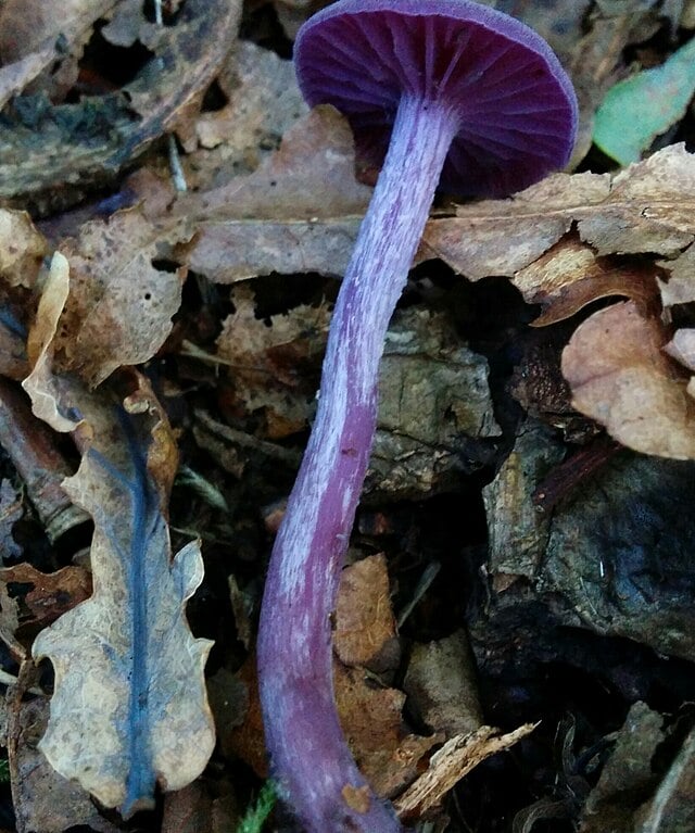 Amethyst Deceiver Mushrooms (Laccaria amethystina) Identification