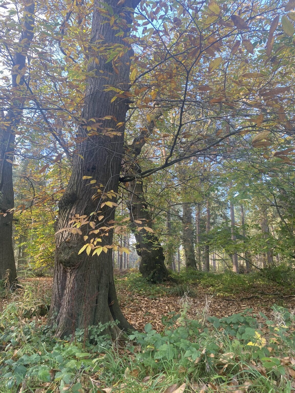Identify Sweet Chestnuts