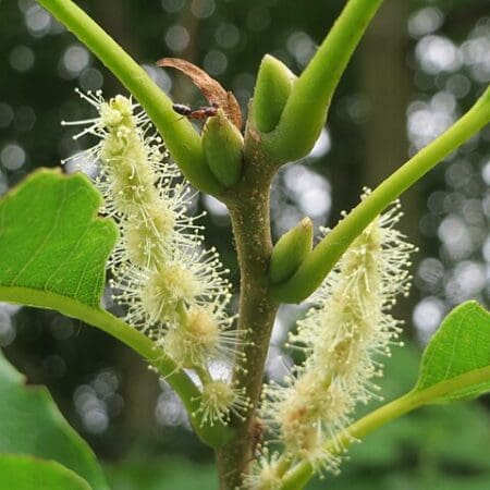 Identify Sweet Chestnuts