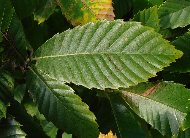Identify Sweet Chestnuts