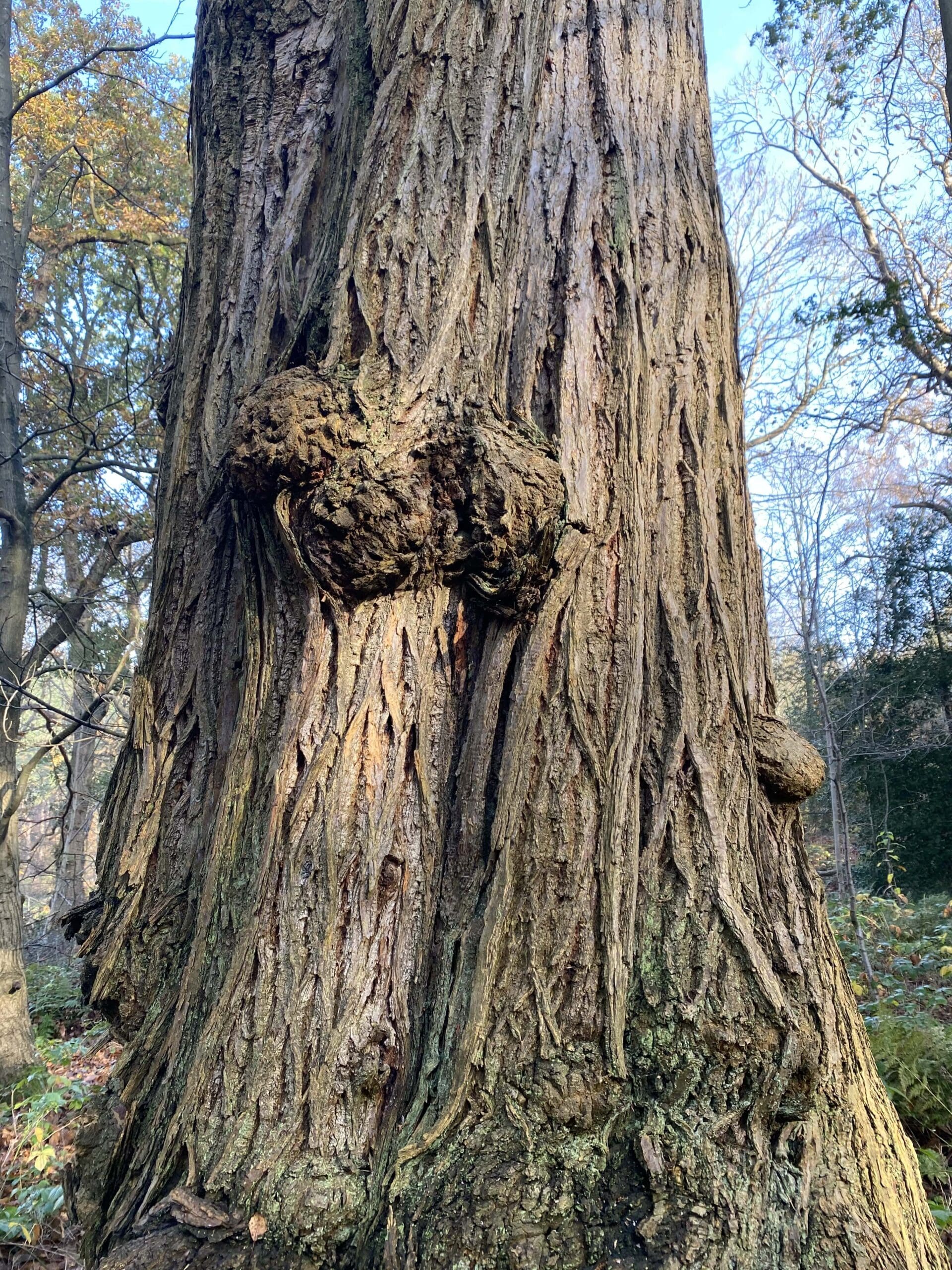 Identify Sweet Chestnuts