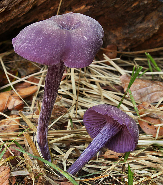Amethyst Deceiver Mushrooms (Laccaria amethystina) Identification