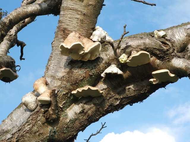 Birch Polypore (Piptoporus betulina) Identification