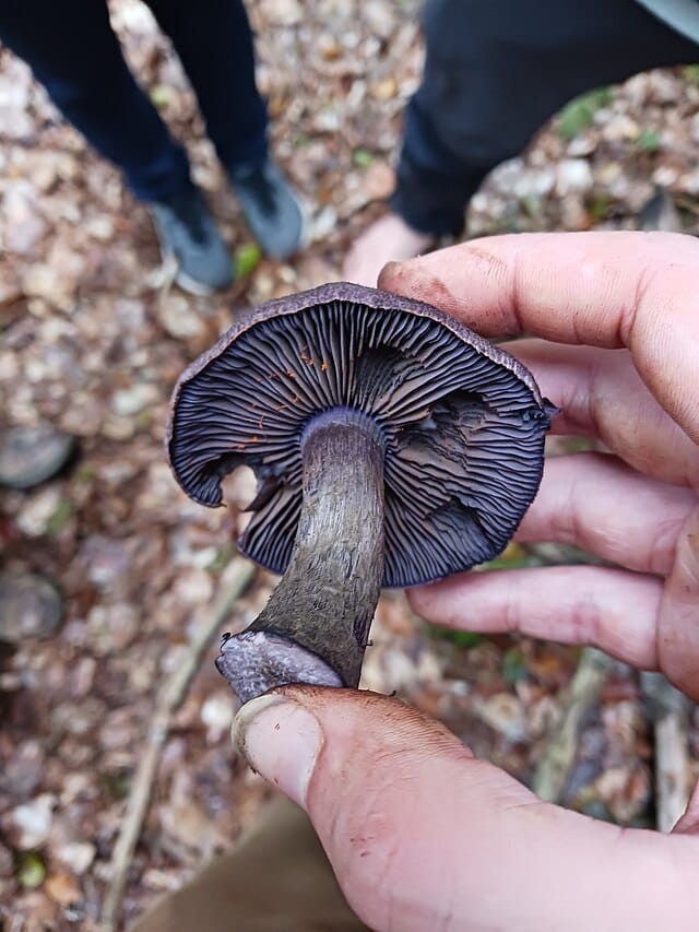 Violet Webcap (Cortinarius violaceus)