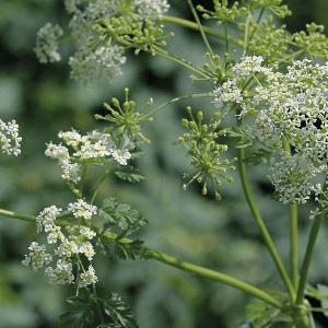 Yarrow (Achillea millefolium) Identification