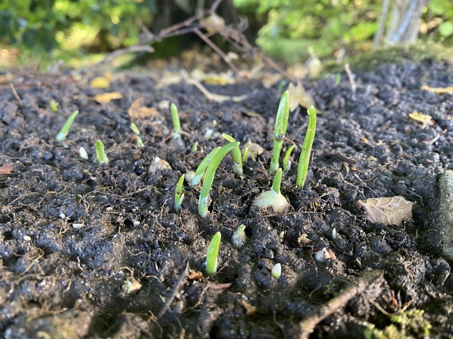 Three Corner Leek (Allium triquetrum) Identification