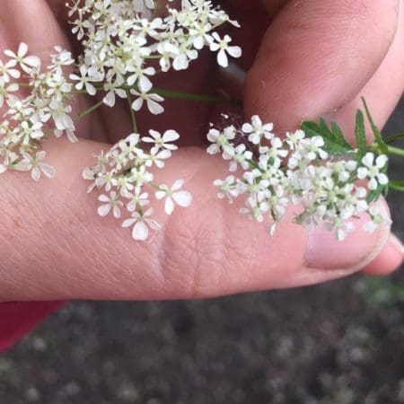 Cows Parsley (Anthriscus Sylvestris) Identification