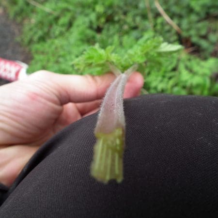 Cows Parsley (Anthriscus Sylvestris) Identification