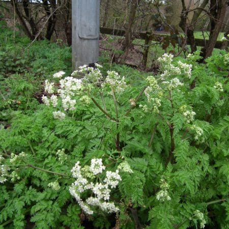 Cows Parsley (Anthriscus Sylvestris) Identification