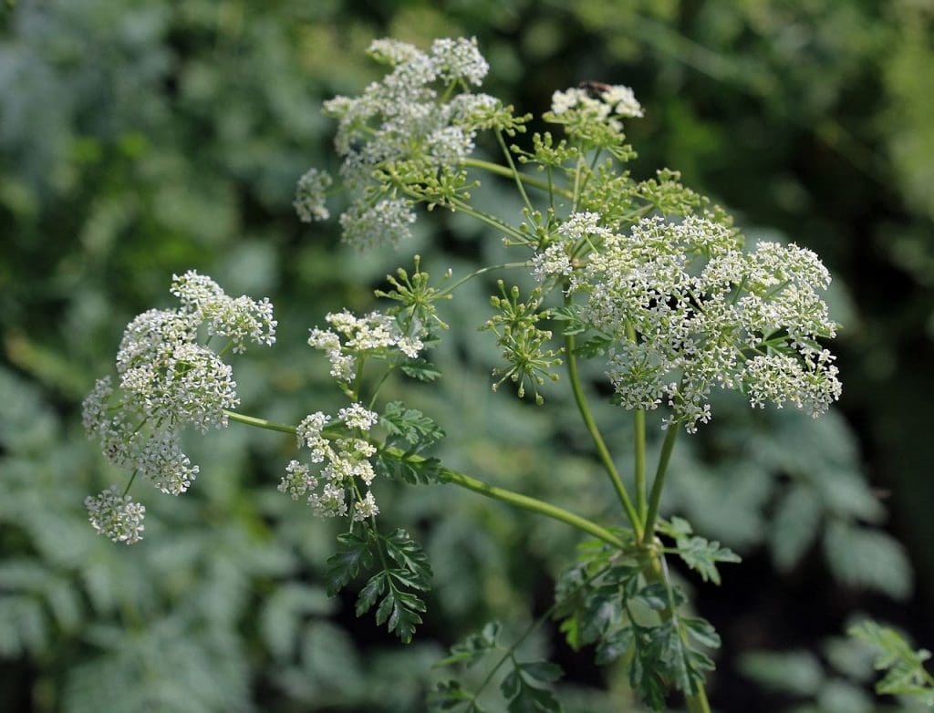 Poison Hemlock (Conium Maculatum) Identification