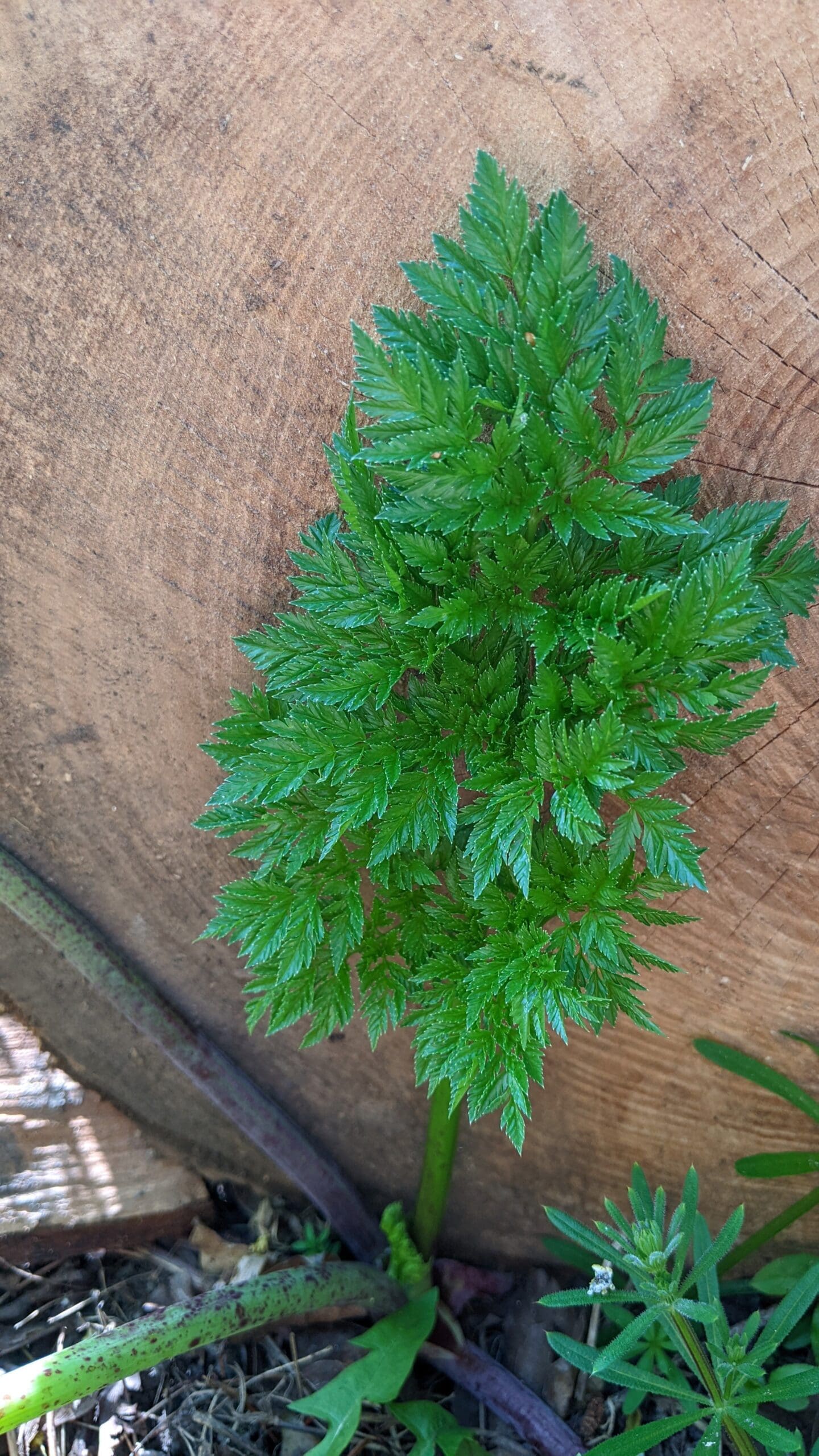 Poison Hemlock (Conium Maculatum) Identification