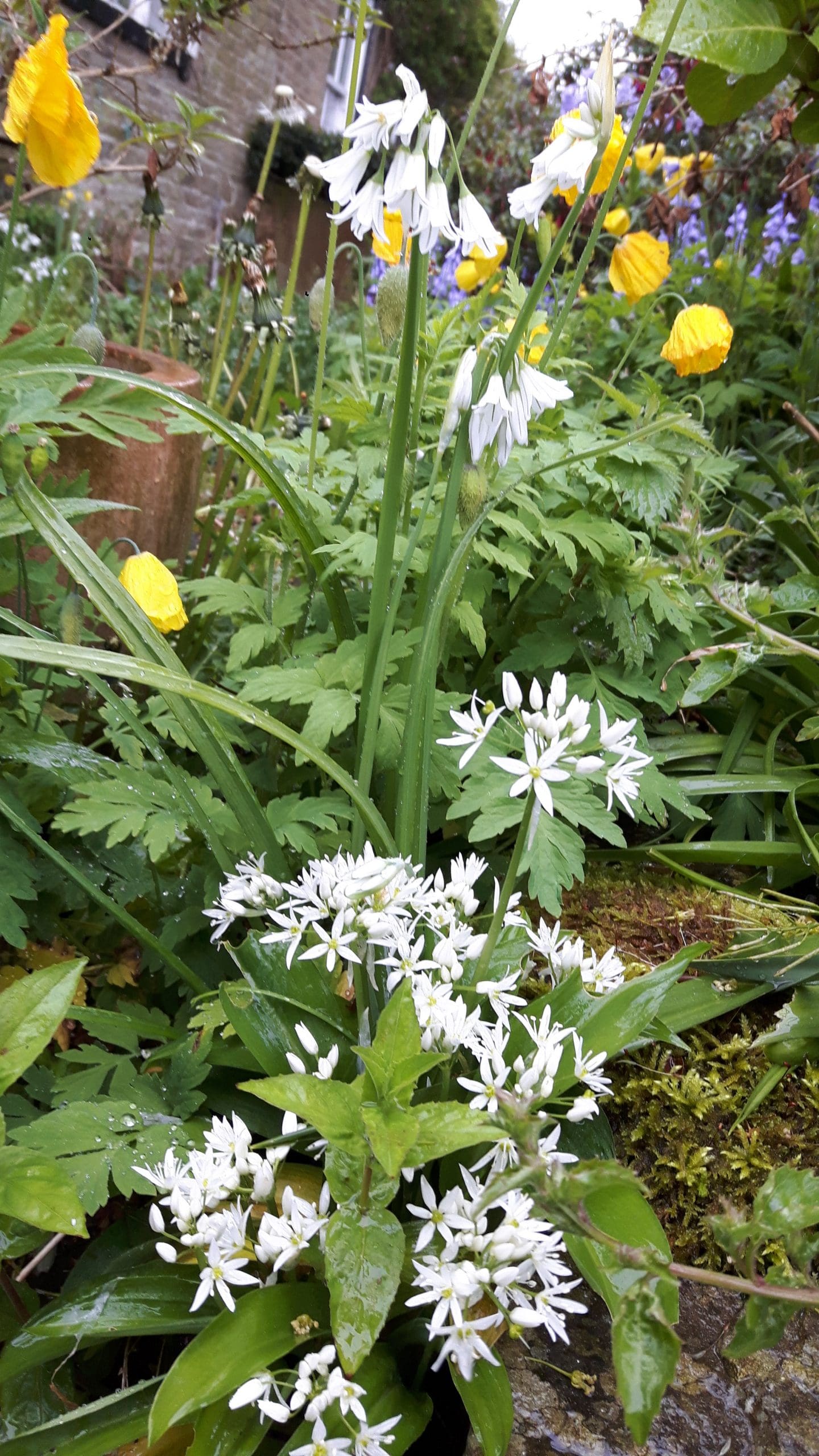 Three Corner Leek (Allium triquetrum) Identification