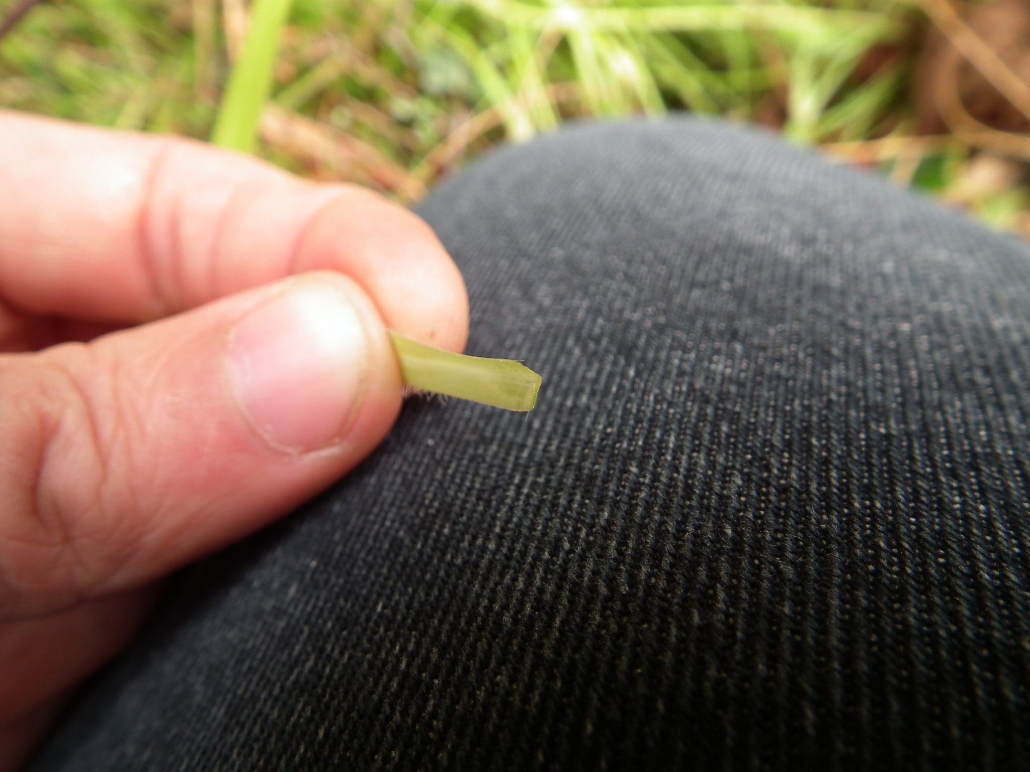 Three Corner Leek (Allium triquetrum) Identification