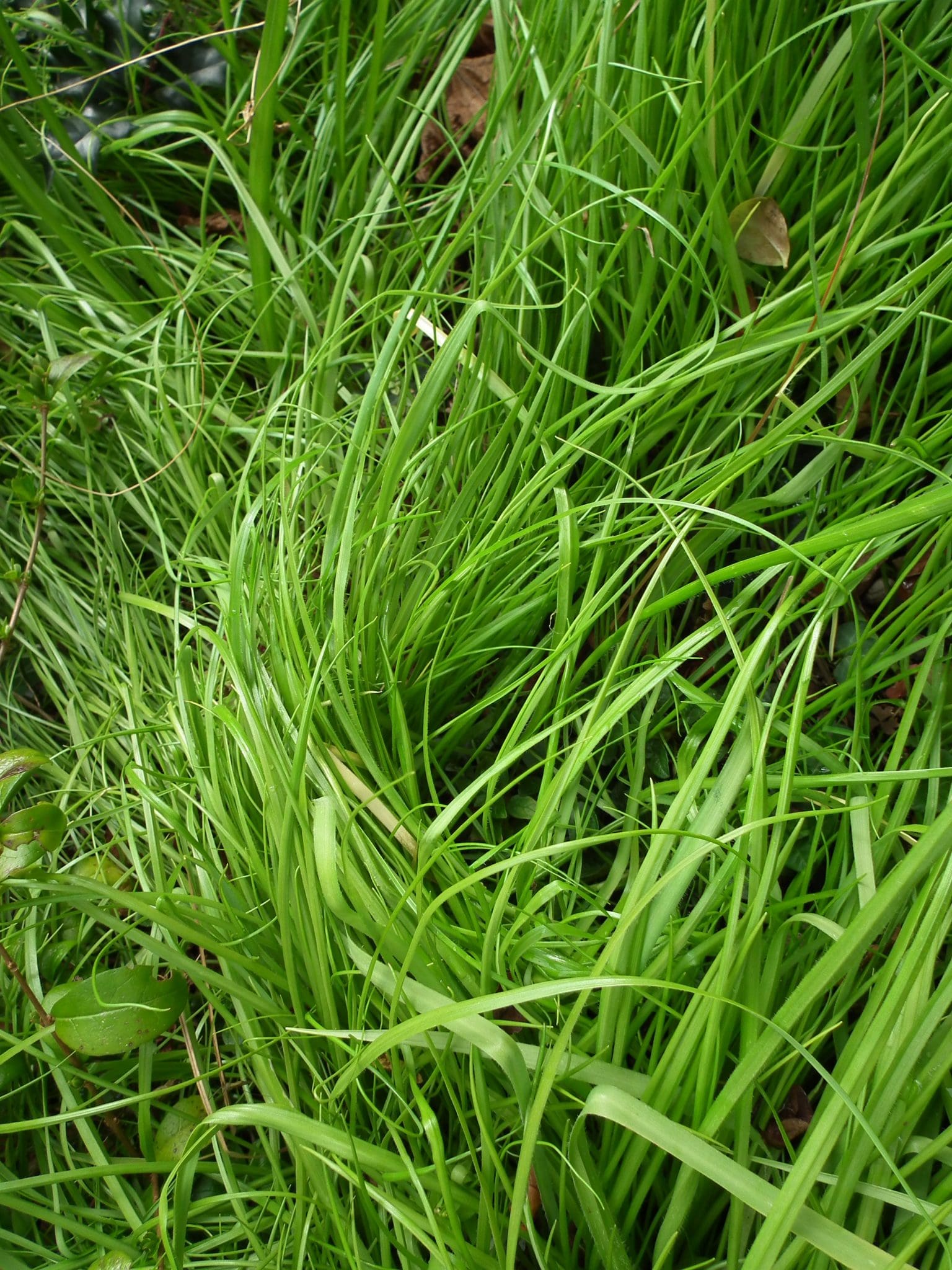 Three Corner Leek (Allium triquetrum) Identification