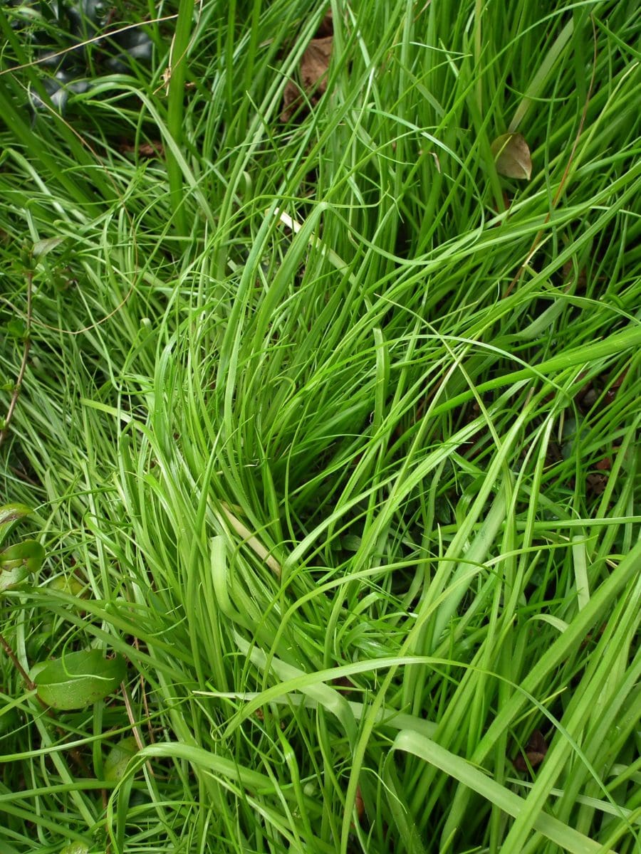 Three Corner Leek (Allium triquetrum) Identification