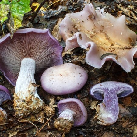 Wood Blewit (Lepista (clitocybe) Nuda)