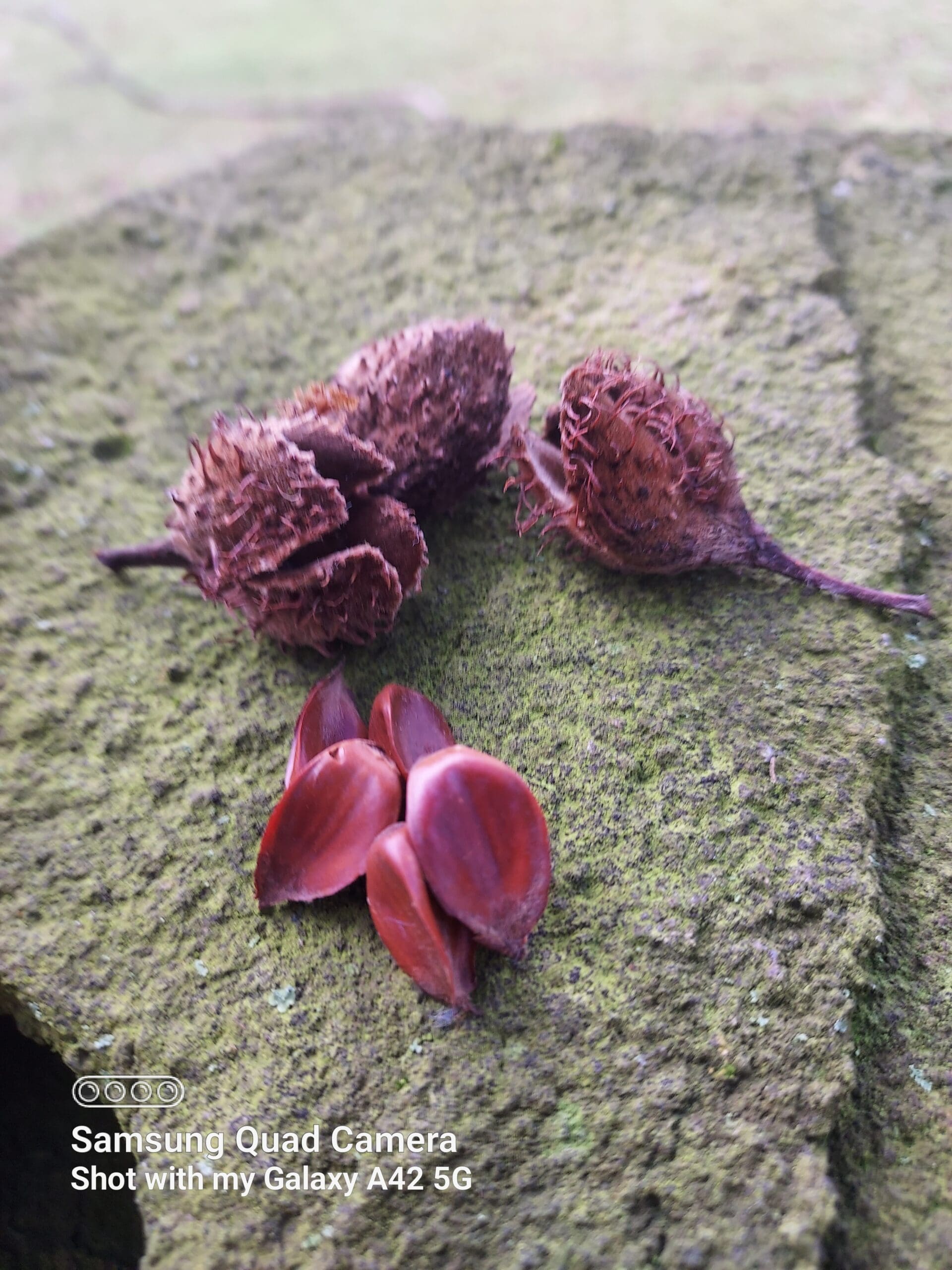 Beech Tree (Fagus sylvatica) Identification