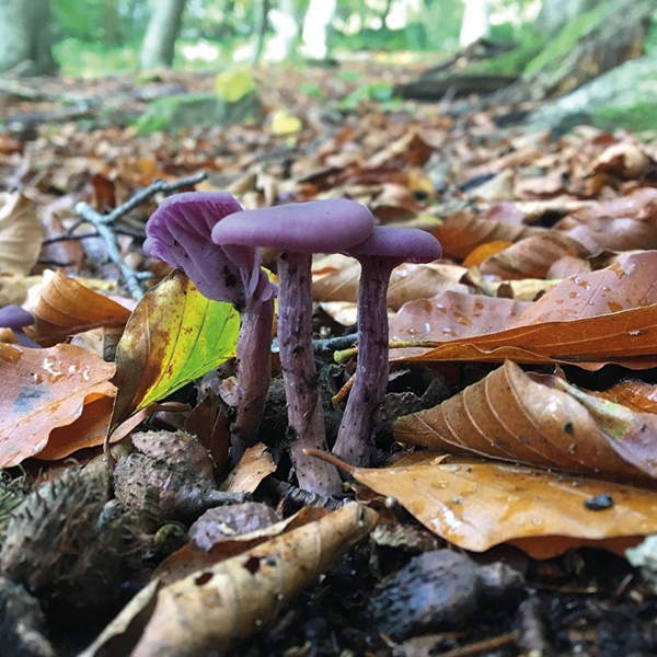 Amethyst Deceiver Mushrooms (Laccaria amethystina) Identification
