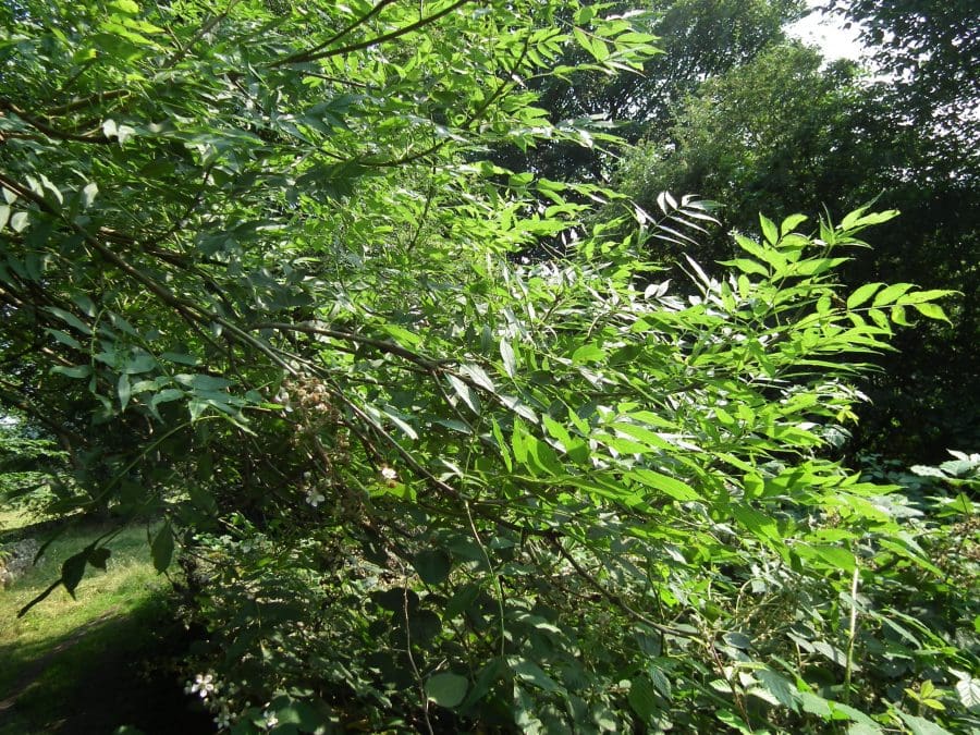 Ash (Fraxinus excelsior) Identification
