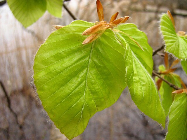 Beech Tree (Fagus sylvatica) Identification