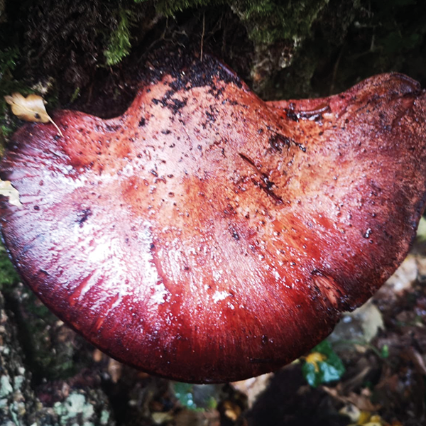 Beefsteak Fungus (Fistulina Hepatica) - Identification