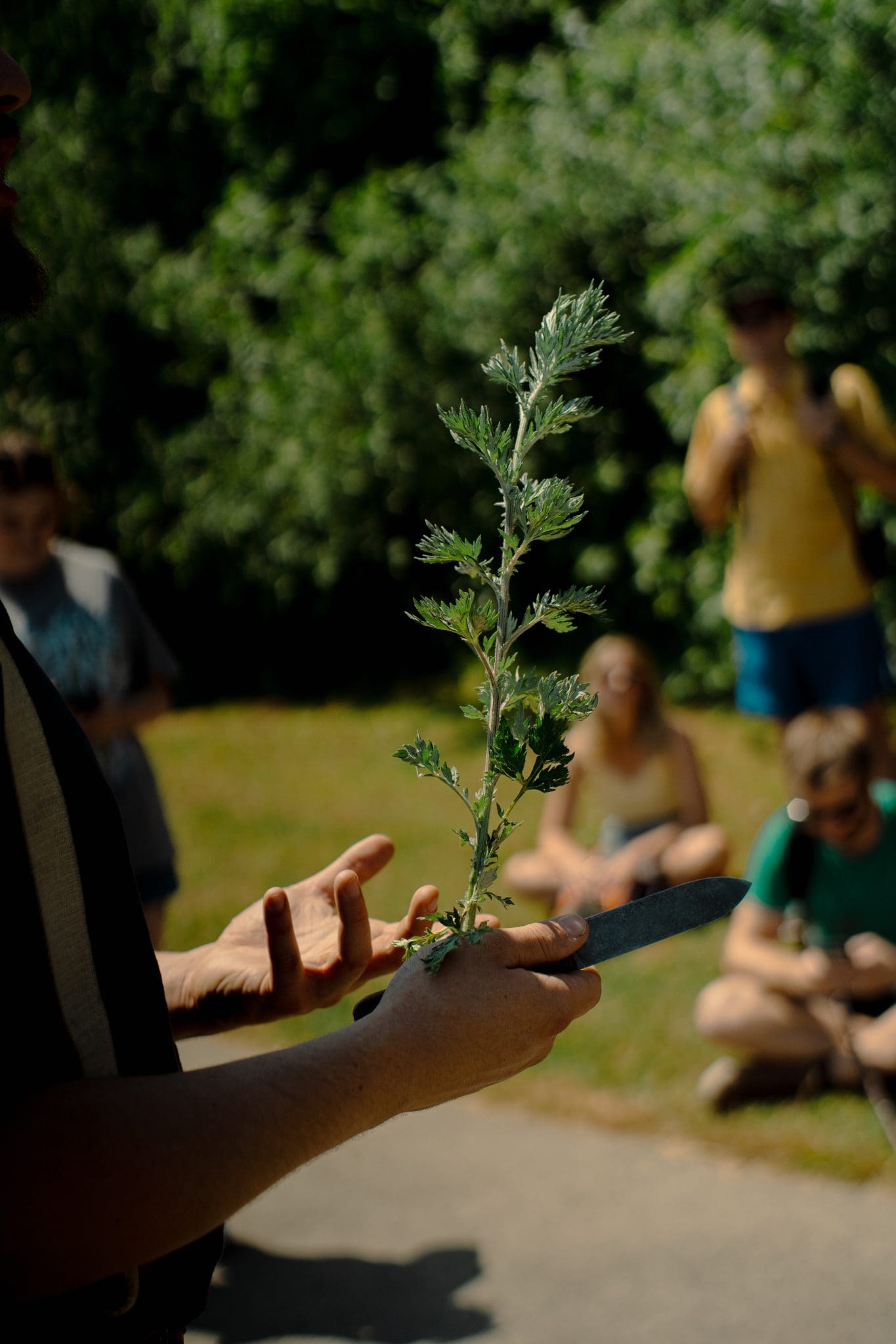 Mugwort (Artemisia vulgaris) Identification