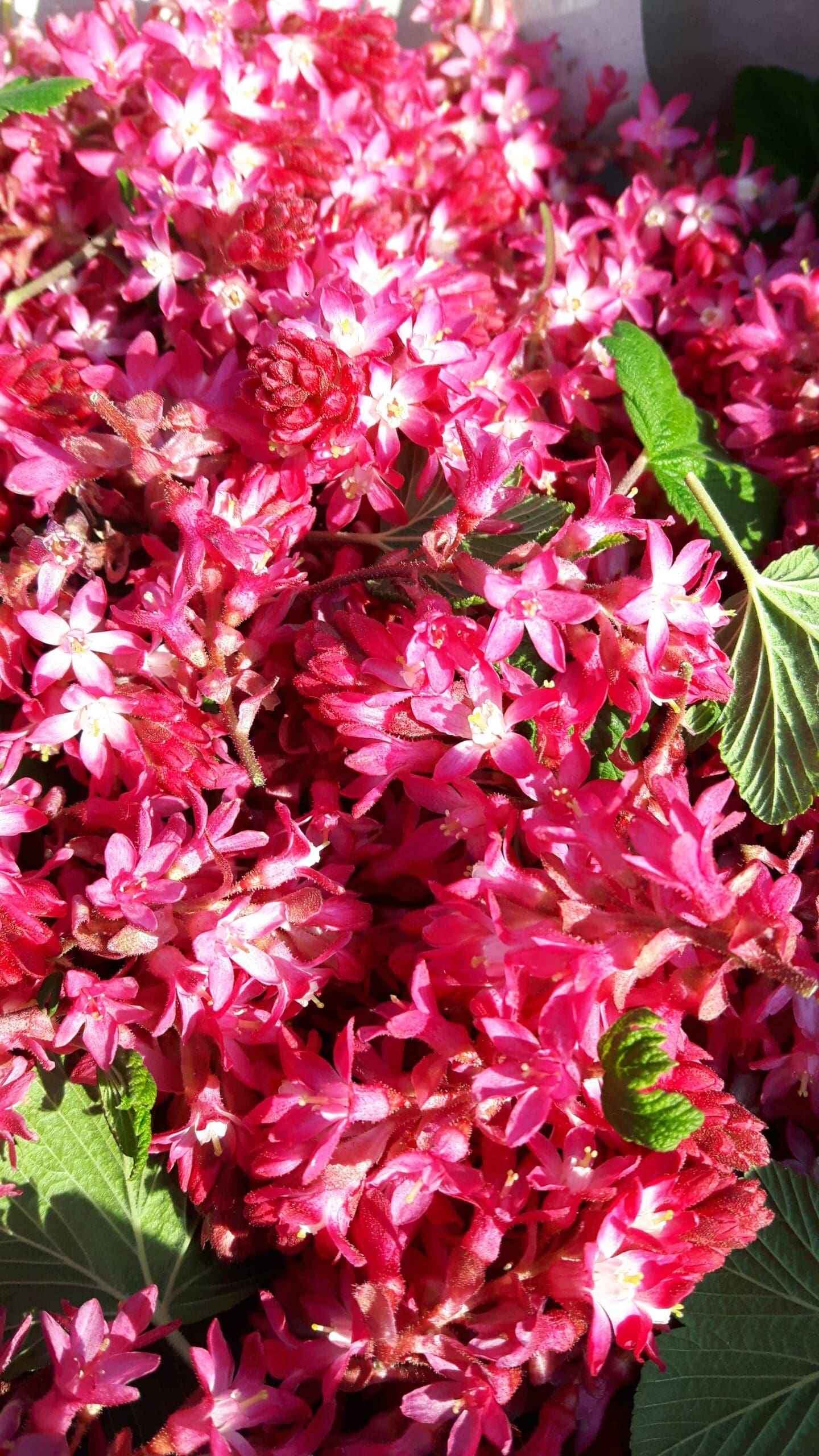 FLOWERING CURRANT CORDIAL