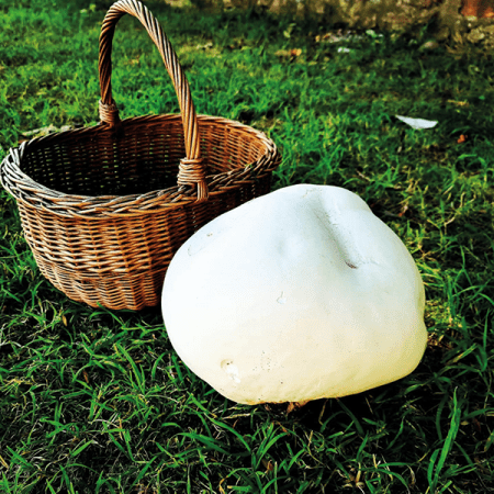Identifying Puffball Mushrooms