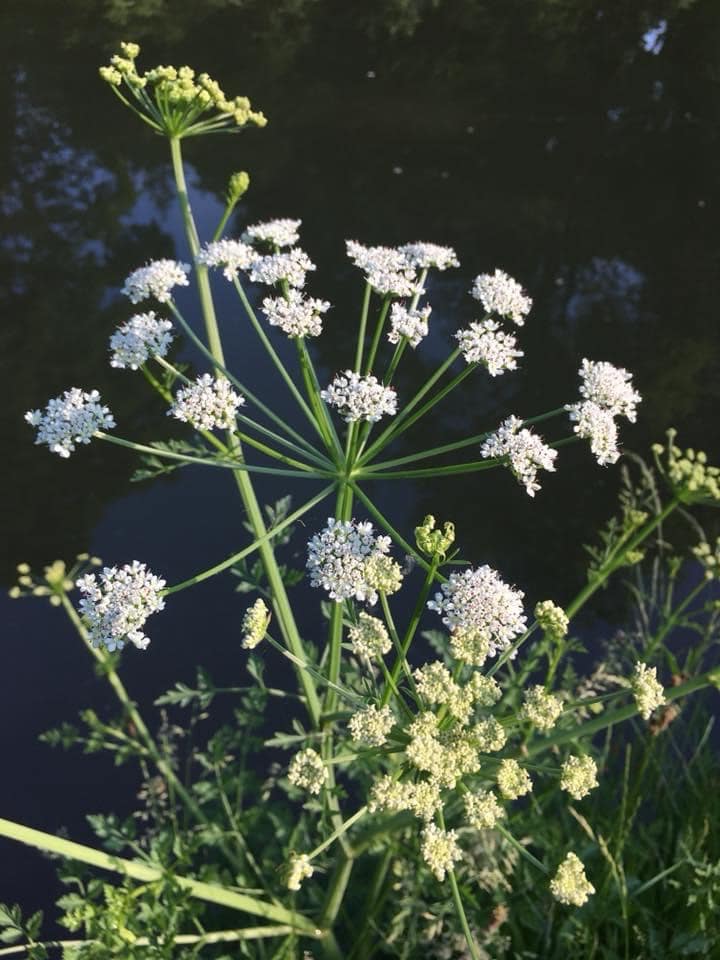 Identify Water Hemlock Dropwort