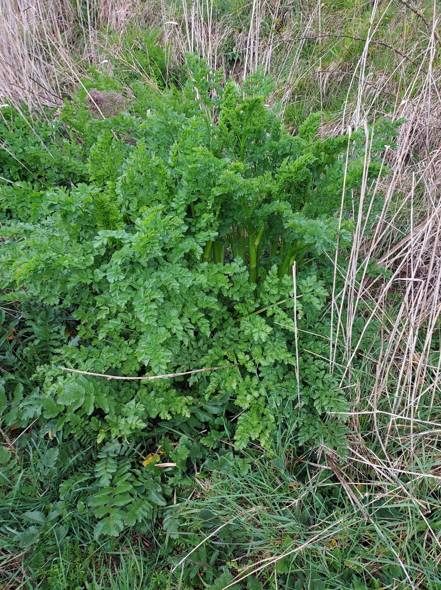Identify Water Hemlock Dropwort