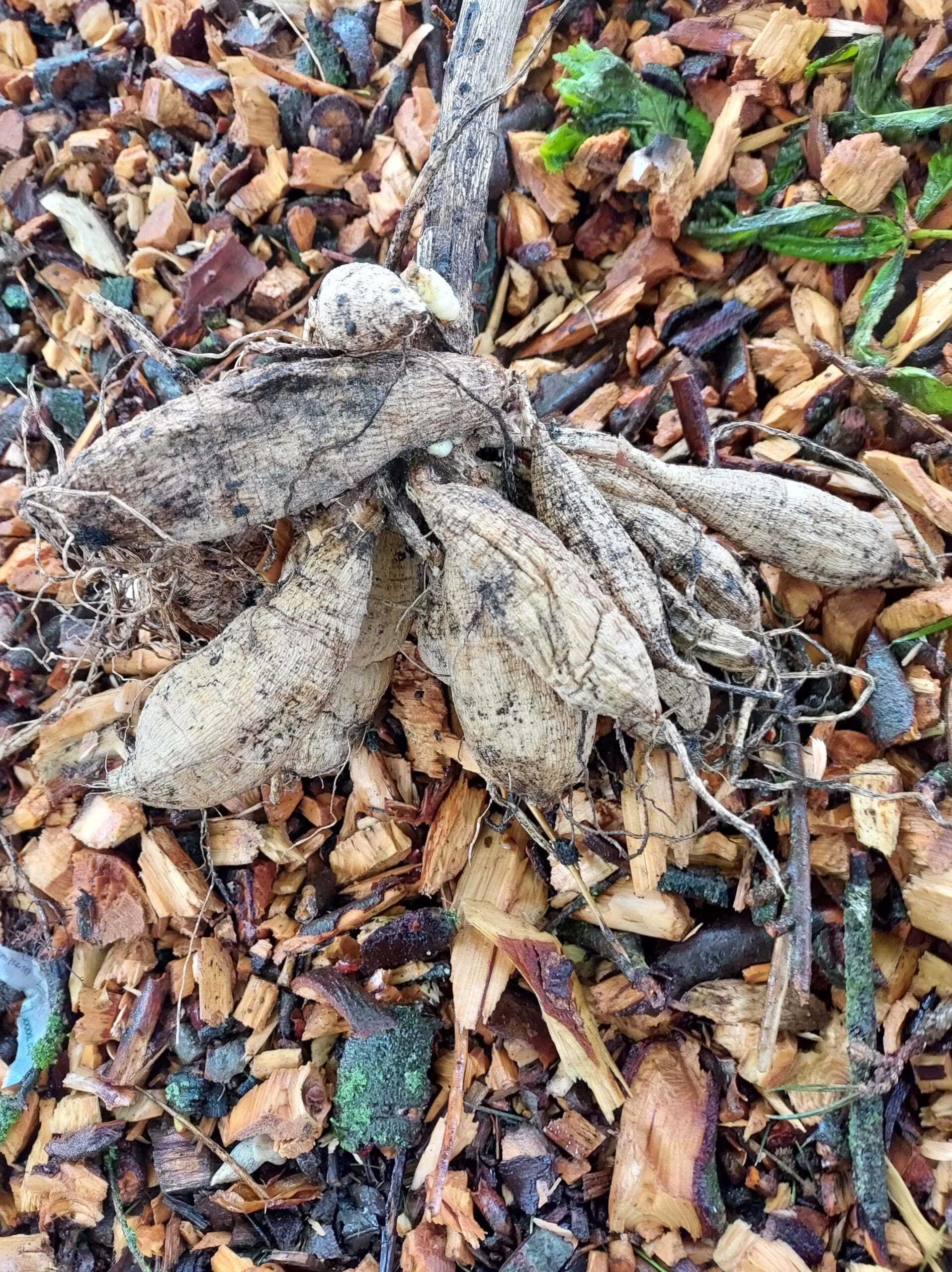 Identify Water Hemlock Dropwort