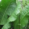 Wild Horseradish (Armoracia Rusticana) Identification
