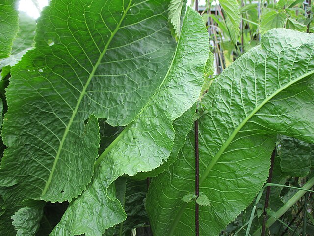 Wild Horseradish (Armoracia Rusticana) Identification