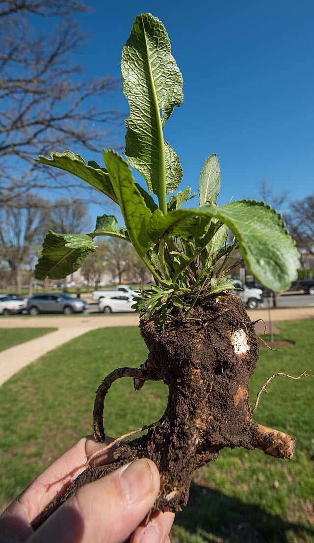Wild Horseradish (Armoracia Rusticana) Identification
