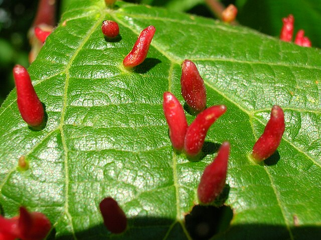 Common Lime (Tilia x Europaea) Identification