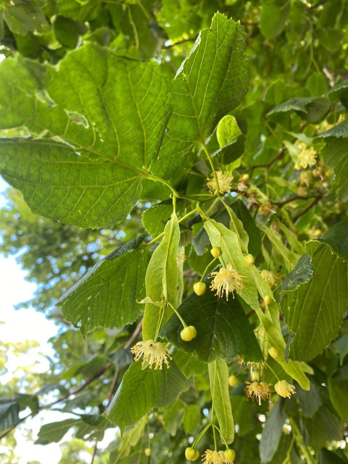 Common Lime (Tilia x Europaea) Identification