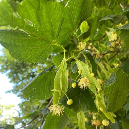 Common Lime (Tilia x Europaea) Identification