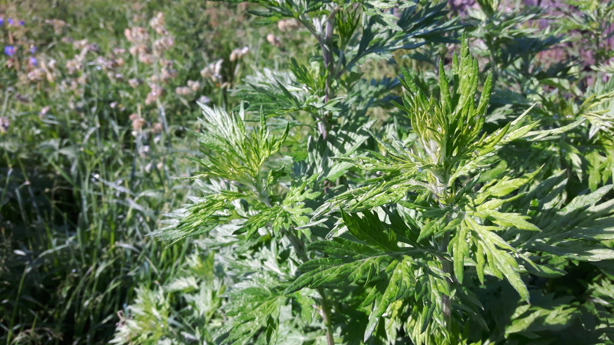 Mugwort (Artemisia vulgaris) Identification