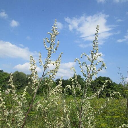 Mugwort (Artemisia vulgaris) Identification