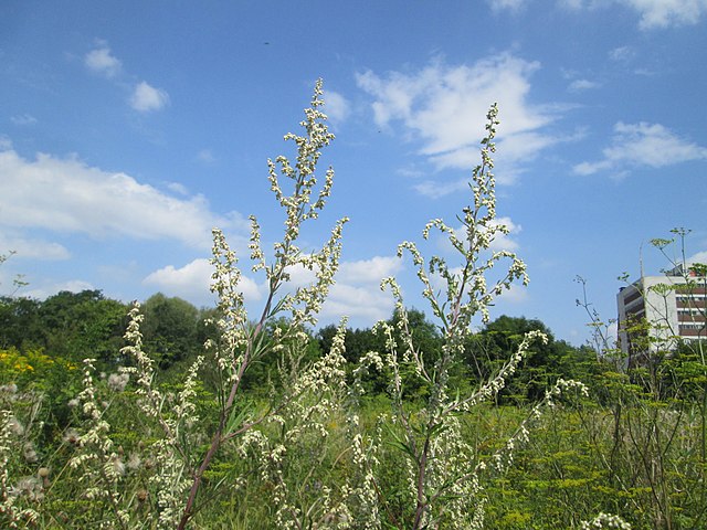 Mugwort (Artemisia vulgaris) Identification