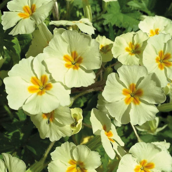 Primrose (Primula vulgaris) Identification Guide