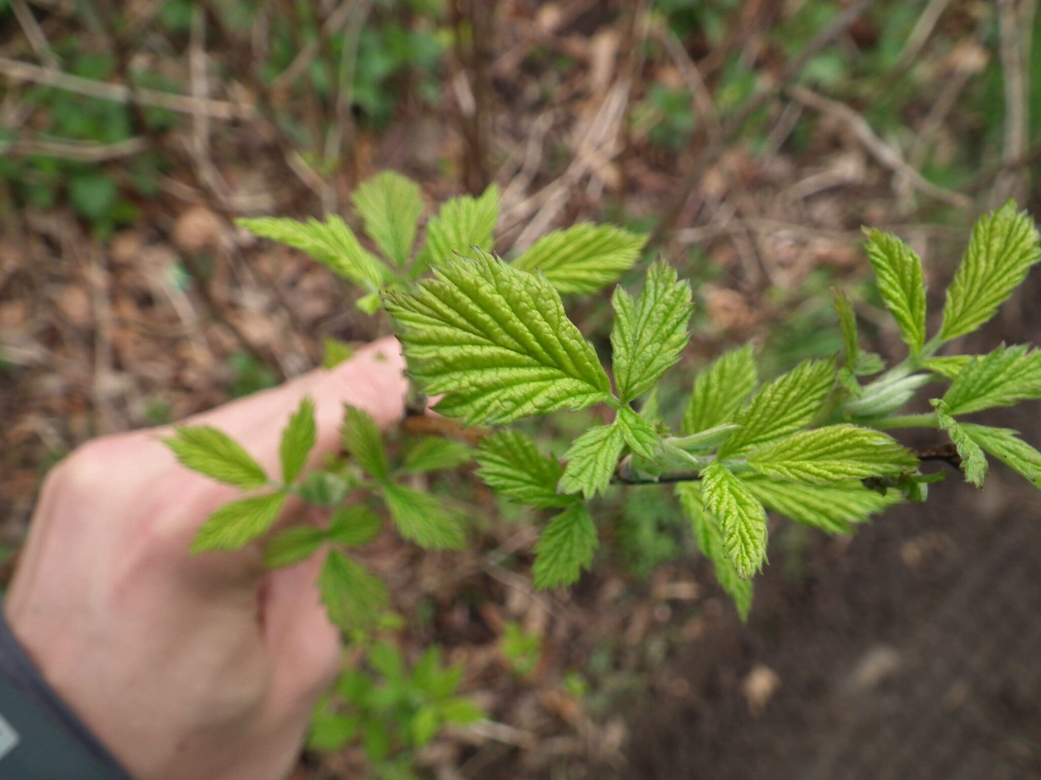 Identify Wild Raspberry