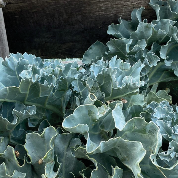 Sea Kale (Crambe maritima) Identification
