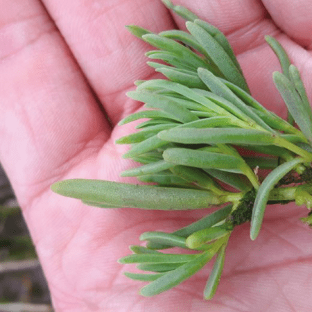 Mugwort (Artemisia vulgaris) Identification