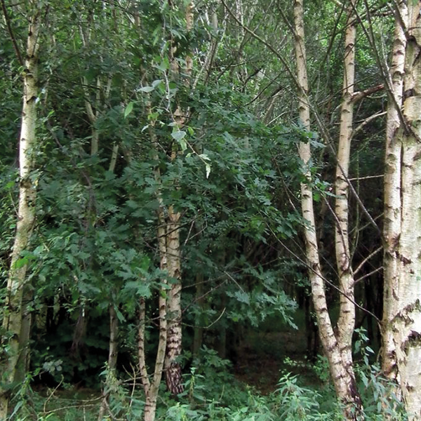 Identify Silver Birch