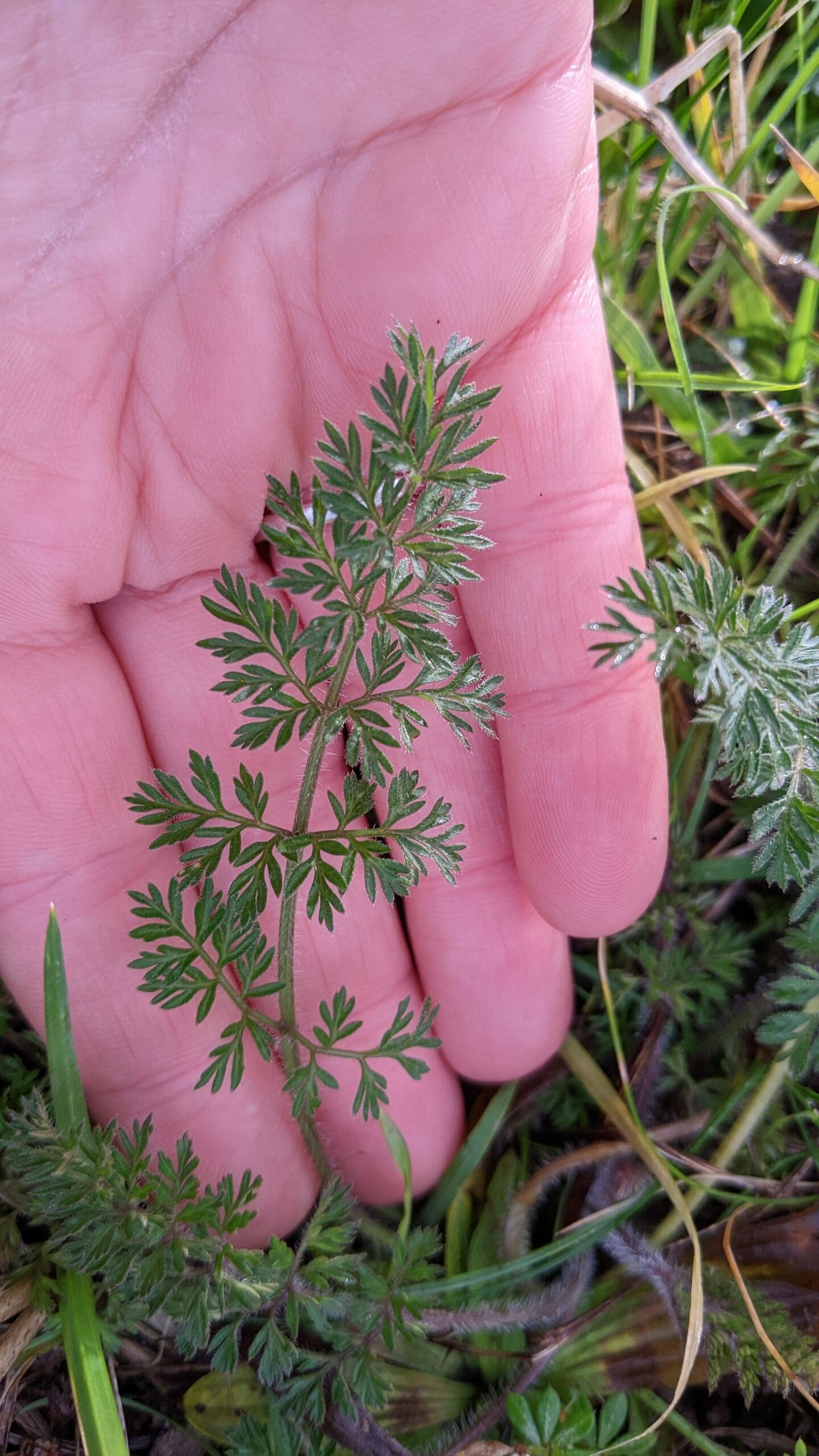 Wild Carrot (Daucus Carota) Identification