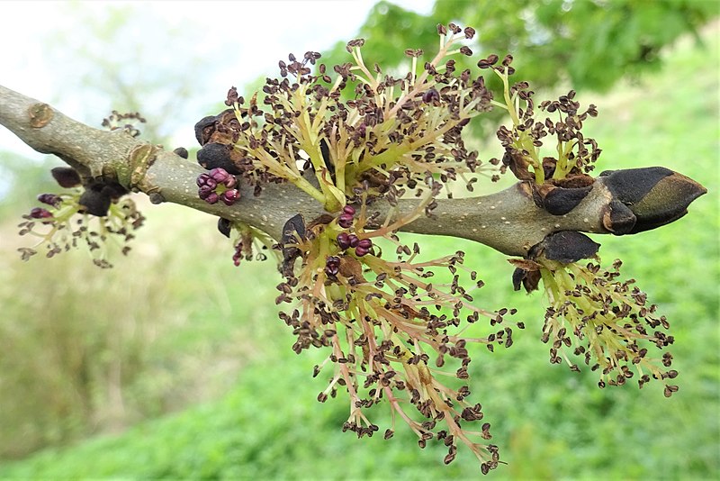 Ash (Fraxinus excelsior) Identification