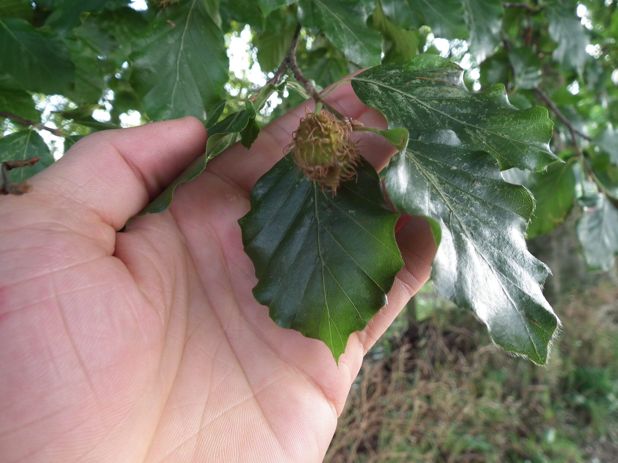 Beech Tree (Fagus sylvatica) Identification